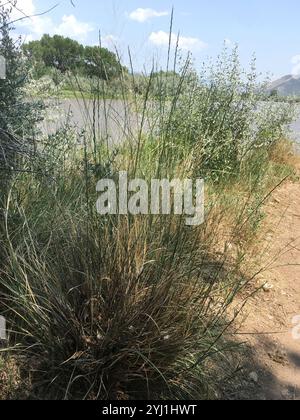 Great Basin Wildrye (Leymus cinereus Stock Photo - Alamy