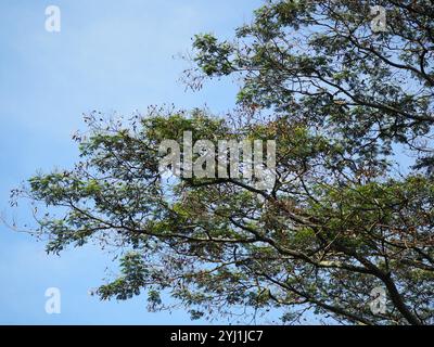 Molucca Albizia (Falcataria falcata Stock Photo - Alamy