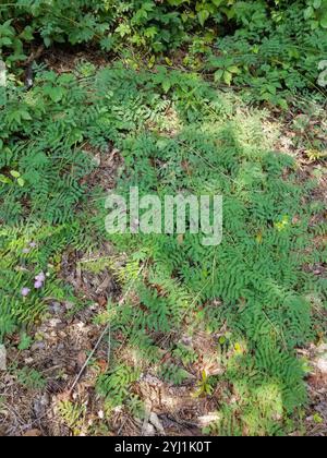 littleleaf sensitive-briar (Mimosa microphylla Stock Photo - Alamy