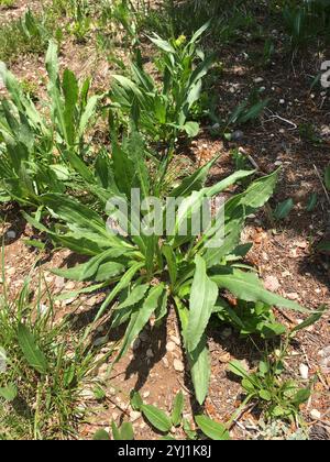 Thickleaf Ragwort (Senecio crassulus Stock Photo - Alamy