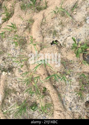 Pocket Gophers (Geomyidae Stock Photo - Alamy