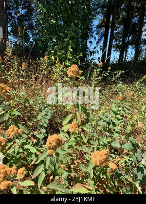 Pyramidal Spirea (Spiraea × pyramidata Stock Photo - Alamy