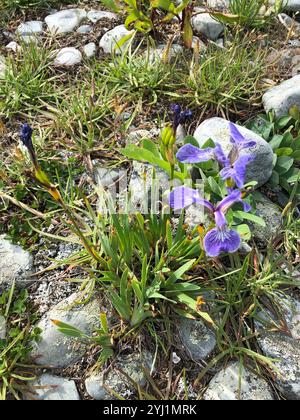 beach-head iris (Iris hookeri Stock Photo - Alamy