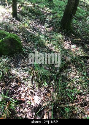 Basal Flower Sedge (Carex basiantha Stock Photo - Alamy