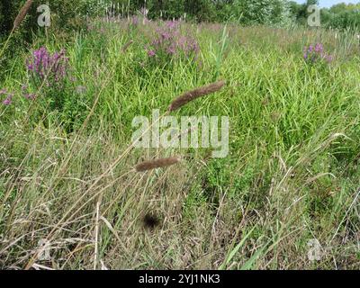 Creeping Foxtail (Alopecurus arundinaceus Stock Photo - Alamy