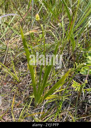 Sticky False Asphodel (Triantha glutinosa Stock Photo - Alamy
