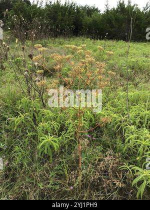 Texas Prairie Parsley (Polytaenia texana Stock Photo - Alamy