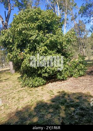 Kamala (Mallotus philippensis Stock Photo - Alamy