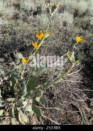 woolly mule's ears (Wyethia mollis Stock Photo - Alamy