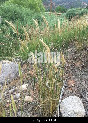 Crested Wheatgrass (Agropyron cristatum Stock Photo - Alamy