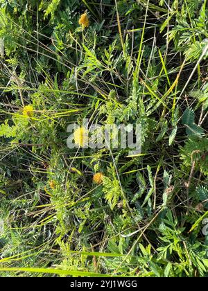 Yellow Puff (Neptunia lutea Stock Photo - Alamy