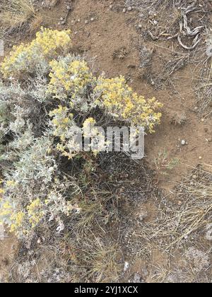 Spineless Horsebrush (Tetradymia canescens Stock Photo - Alamy
