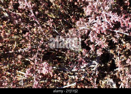 Rednut Heath (Erica anguliger Stock Photo - Alamy