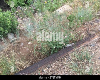 Narrowleaf Four o'Clock (Mirabilis linearis Stock Photo - Alamy