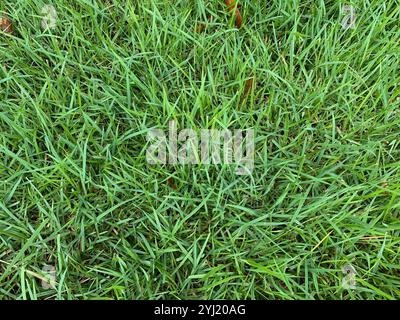 Saint Augustine grass (Stenotaphrum secundatum Stock Photo - Alamy