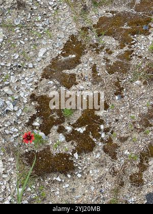 Yellow Crisp-moss (Tortella flavovirens Stock Photo - Alamy
