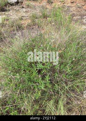 Texas creeping-oxeye (Wedelia hispida Stock Photo - Alamy