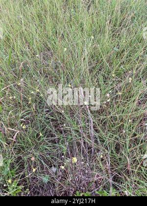 Golden Prairie Clover (Dalea aurea Stock Photo - Alamy
