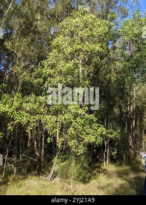 Boobialla (Myoporum acuminatum Stock Photo - Alamy