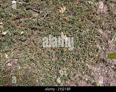 Mahala mat (Ceanothus prostratus Stock Photo - Alamy