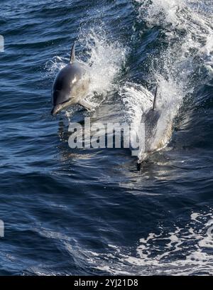 Common Dolphin [ Delphinus delphis ] breaking water surface beside tour ...