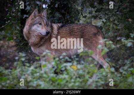 European wolf (Canis lupus), Captive, Bavarian National Park, Germany ...
