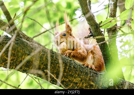 The squirrel with nut sits on a branches in the spring or summer ...