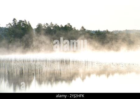 Fog forming over a lake in Sweden at dawn. Romantic silence, in the ...
