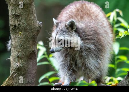 Raccoon in the grass, front view Stock Photo - Alamy