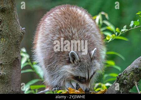 Raccoon in the grass, front view Stock Photo - Alamy