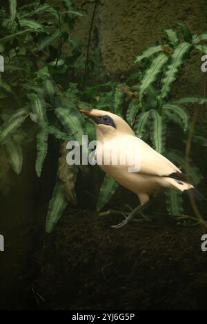 Bali island endemic Maina rare bird Stock Photo - Alamy