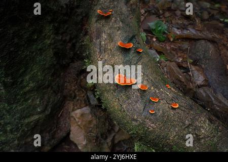 Blood-red Bracket Fungus Mushrooms (Pycnoporus sanguineus Stock Photo ...