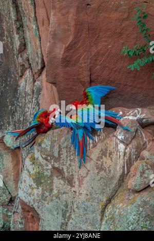 Red-and-green-Macaws in Buraco das Araras, Brazil Stock Photo - Alamy