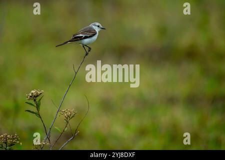 White-rumped monjita (Xolmis velatus), Pantanal, Mato Grosso, Brazil ...