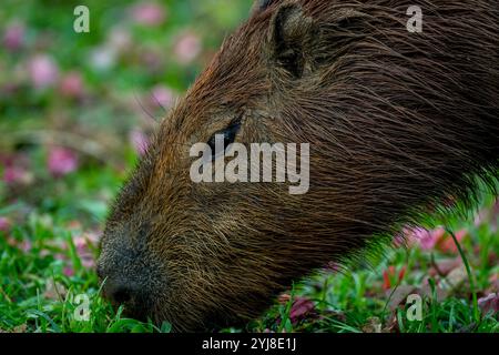 Capybara, Hydrochoerus hydrochaeris, in the Southern Pantanal region ...