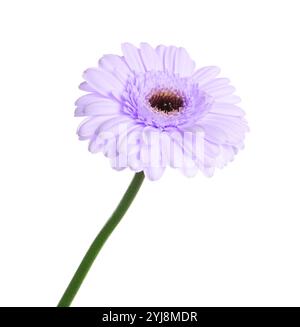 Beautiful violet gerbera flower on white background Stock Photo - Alamy