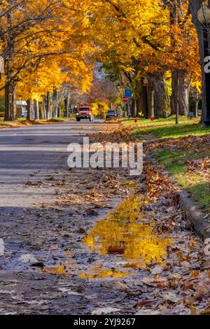 Puddle in the street with golden leaves of Autumn at night with lamp ...