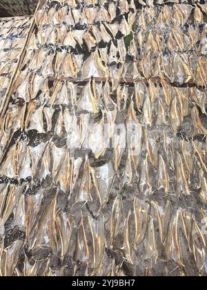the process of drying thin fish in nets Stock Photo - Alamy