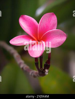 close-up of frangipani plumeria plant with pink flowers next to window ...