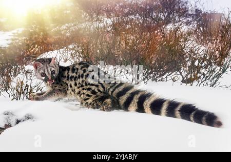 Common genet in front of nature background Stock Photo - Alamy