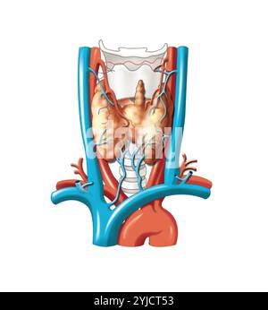 Location of the parathyroid gland Stock Photo - Alamy