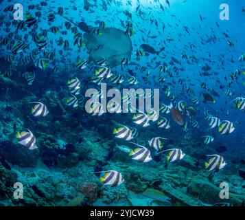 fish factory maldives honeycomb moray Stock Photo - Alamy