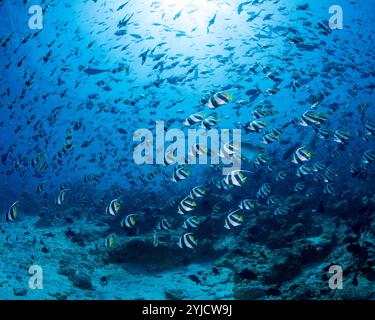 fish factory maldives schooling bannerfish Stock Photo - Alamy