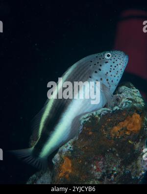 Black-sided hawkfish, freckled hawkfish or Forster's hawkfish ...