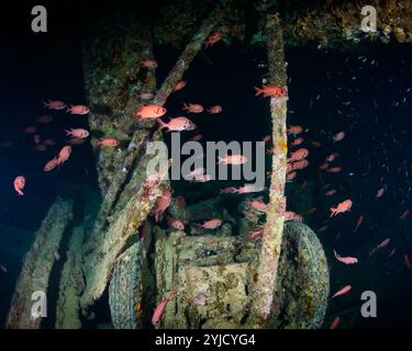 solderfish inside wreck of ss thistlegorm Stock Photo - Alamy