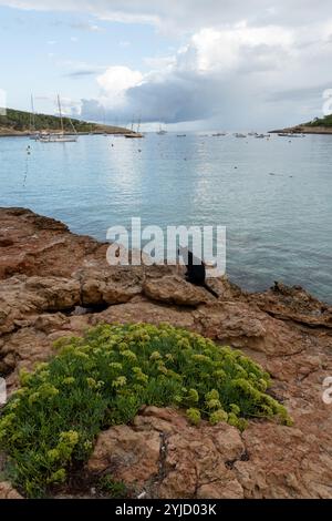 Picture dated September 2024 shows the holiday resort of Portinatx in ...