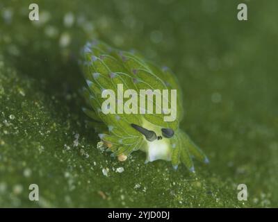 Small green snail, leaf sheep snail (Costasiella kuroshimae), on sandy ...