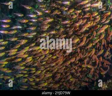 yellow sweepers in cavern red sea Stock Photo - Alamy