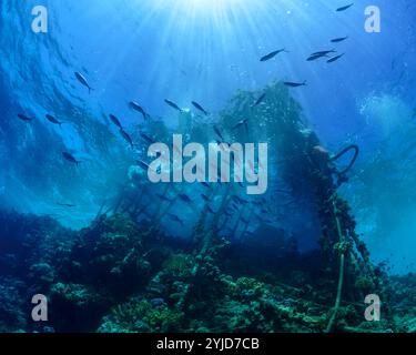 under the jetty big brother red sea Stock Photo - Alamy