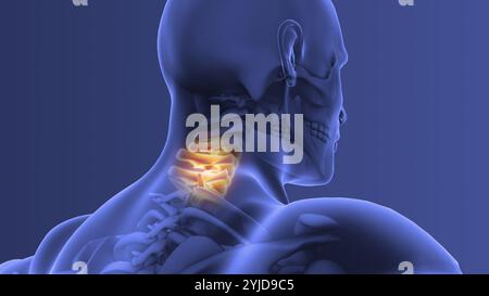 Cervical spine C 3 bone anatomy for medical concept 3D Illustration ...